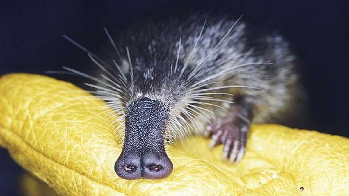 Los ríos del sur de León, posible refugio para el desmán ibérico