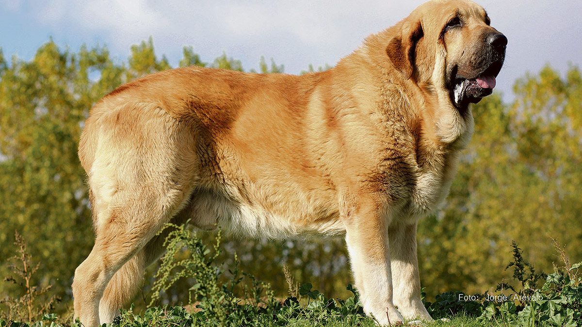 Los mejores mastines, en Laciana