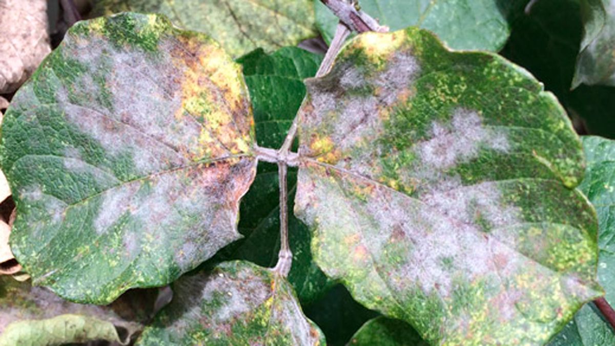 Alerta de mildiu en las vides bercianas