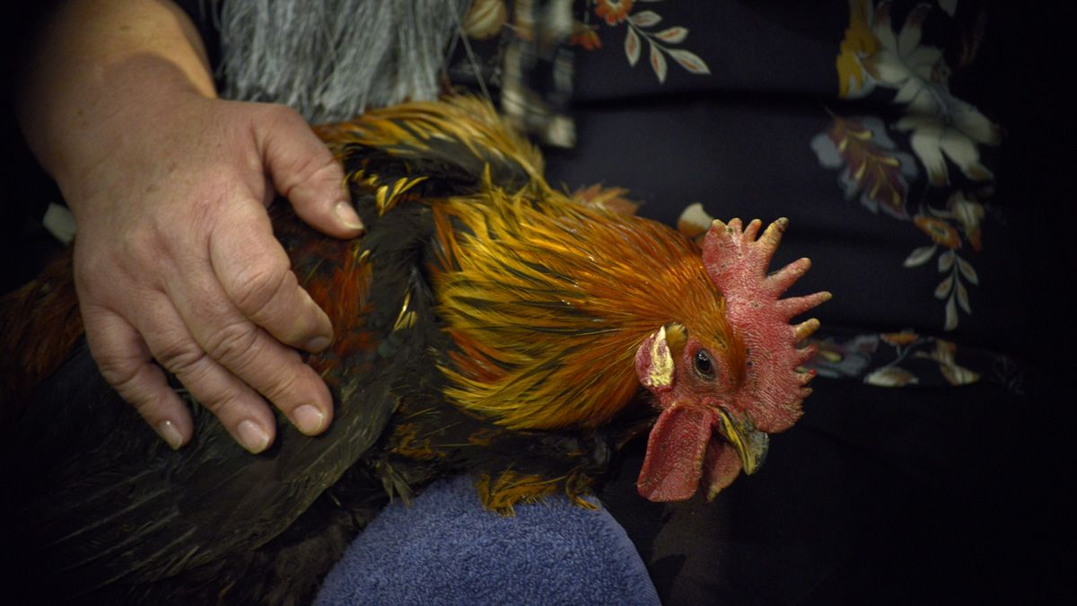 La pesca 'a la leonesa' con pluma de gallo del Curueño, pieza del mes ...