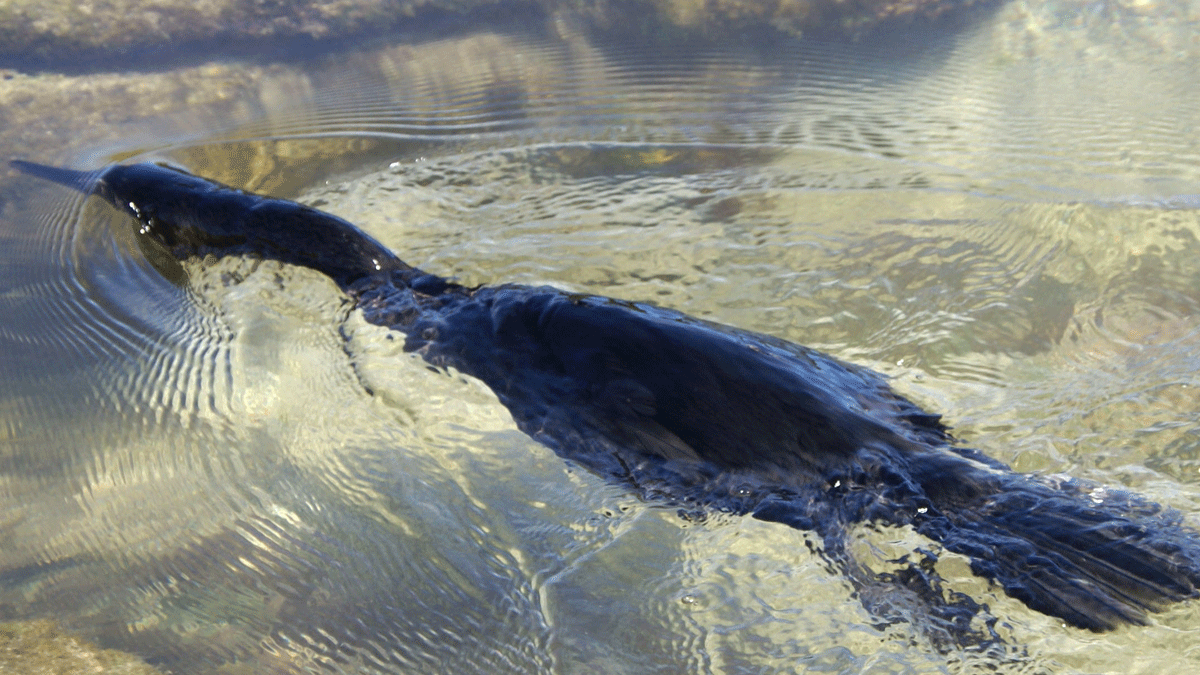 Los pescadores piden a la Junta que vigile la población de cormoranes