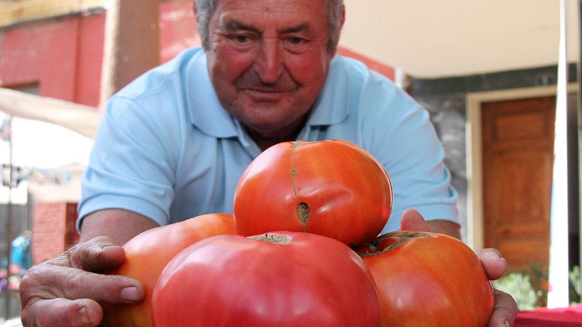 La promotora de la DO Tomate de Mansilla de las Mulas prevé una cosecha ...