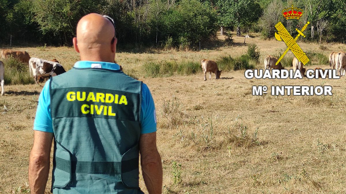 Detenido por robar un pastor eléctrico en Villabalter