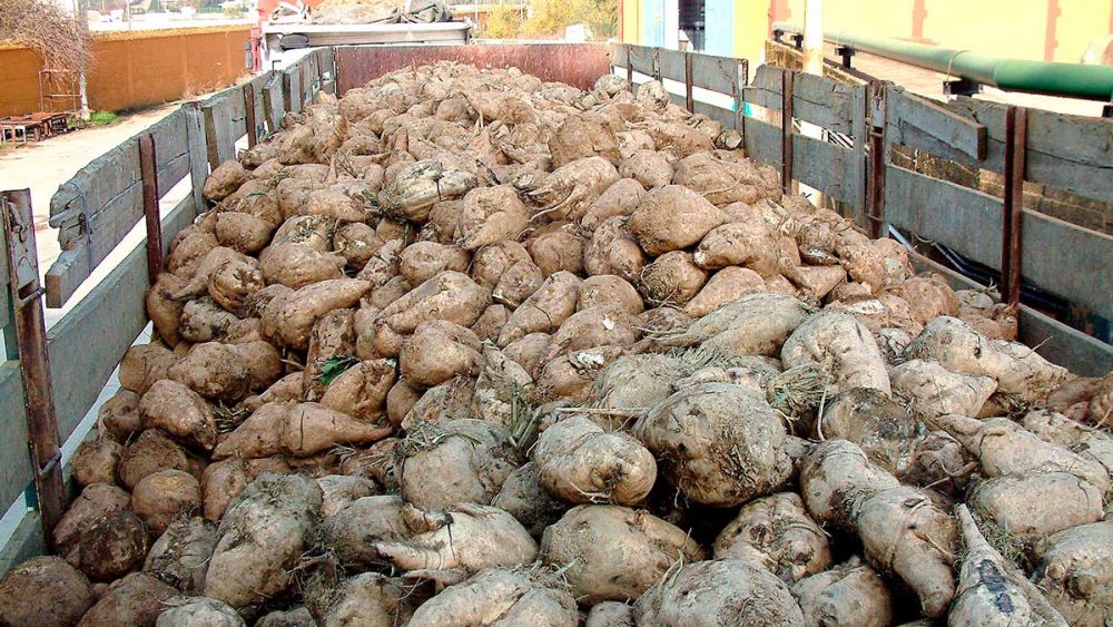 León se convierte en la principal productora de remolacha de España