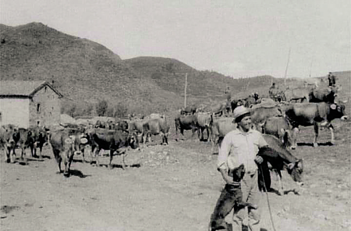 Vecera de las vacas paridas
