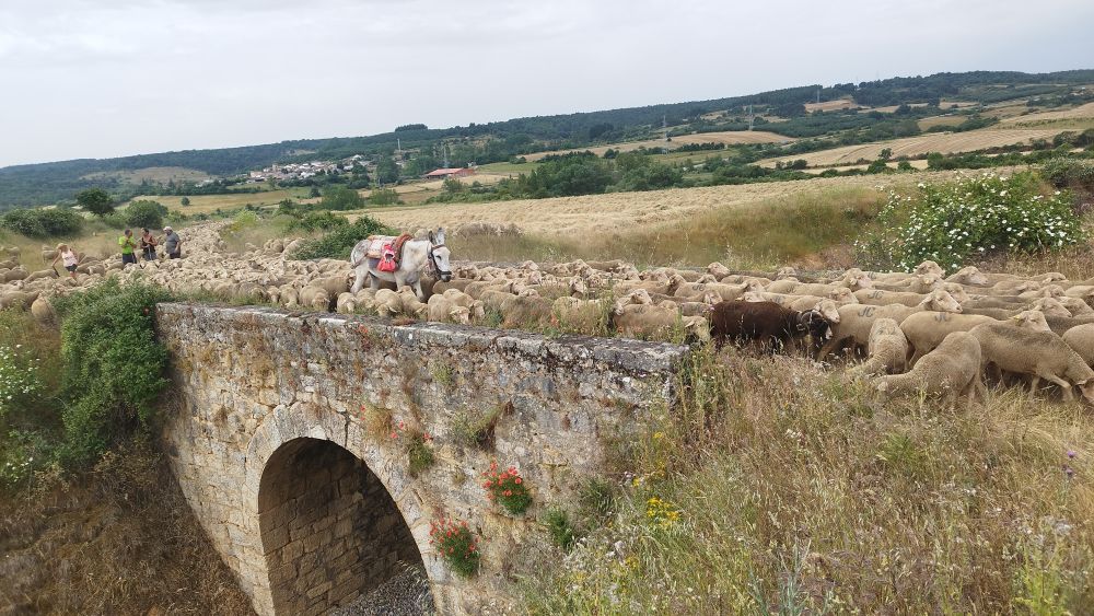 El rebaño trashumante se acerca a su fiesta
