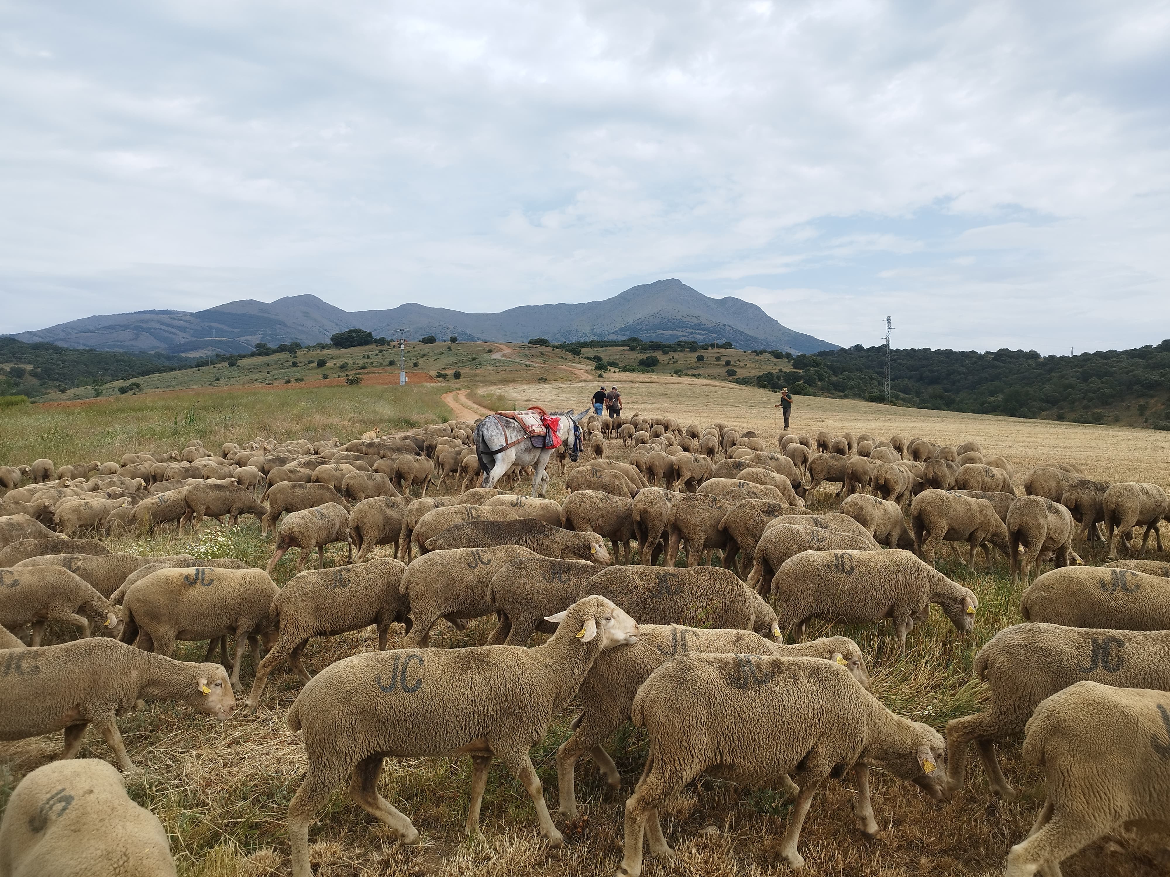 El rebaño trashumante se acerca a su fiesta