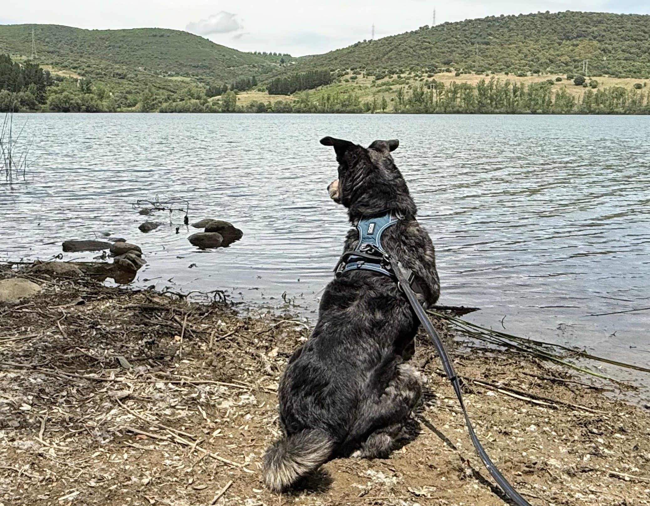 Dos educadoras caninas recaudan fondos para la recuperación del Bierzo ...