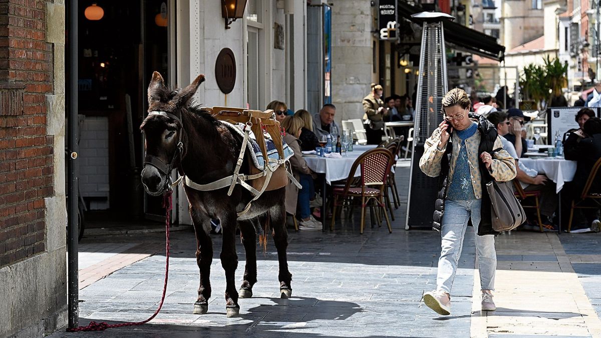 La sabiduría del burro