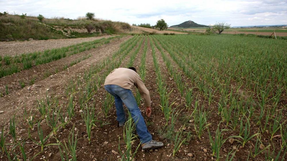 El Bocyl publica la aprobación del Plan Estratégico de Producción ...