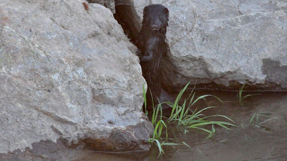 ¡Cuidado con el invasor!