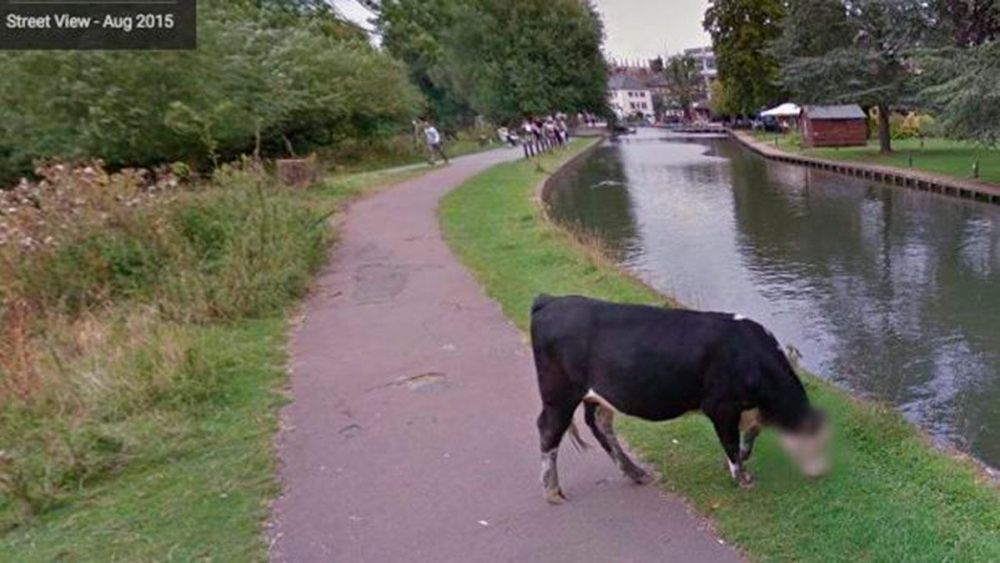 Google difumina el rostro de una vaca para preservar su identidad