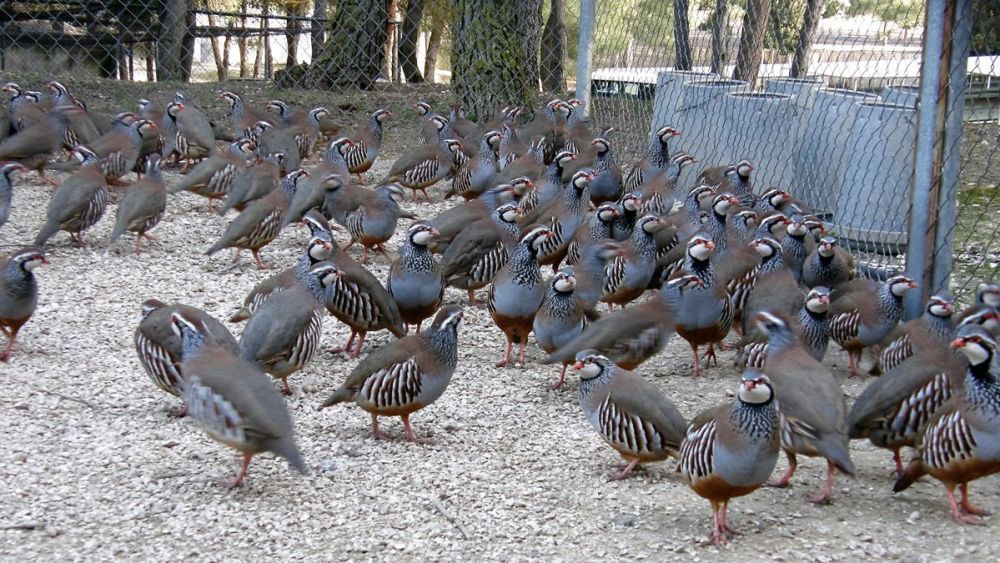 Entrenar a perdices de granja para devolverlas a la vida salvaje