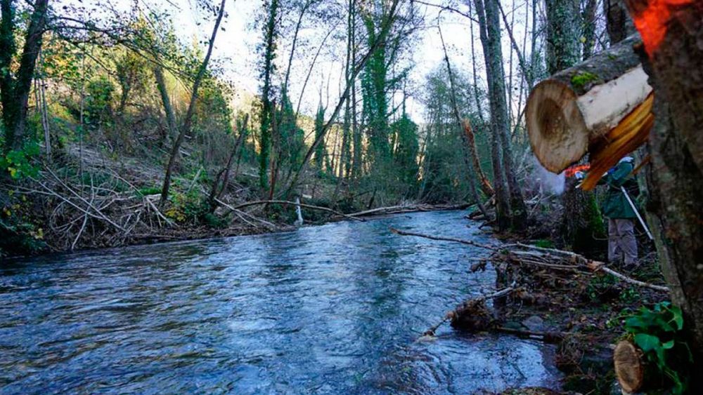 Life+Desmania actúa en el río Selmo contra la amenaza para el desmán