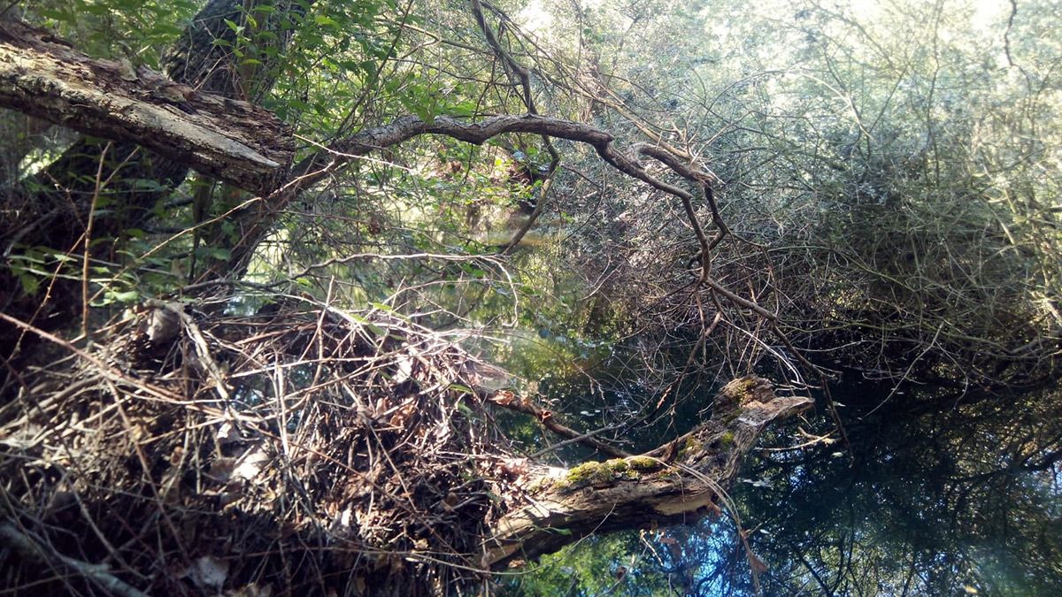 Siete ayuntamientos exigen a CHD que se limpie el cauce del Tuerto para ...